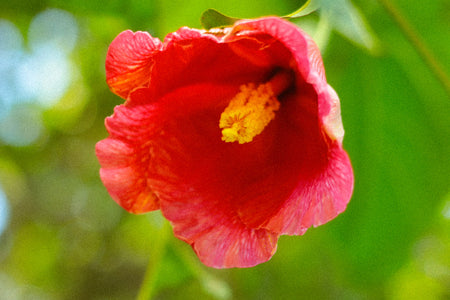 ¿Qué es la maga? y ¿Cómo reconocerla? – Endémico